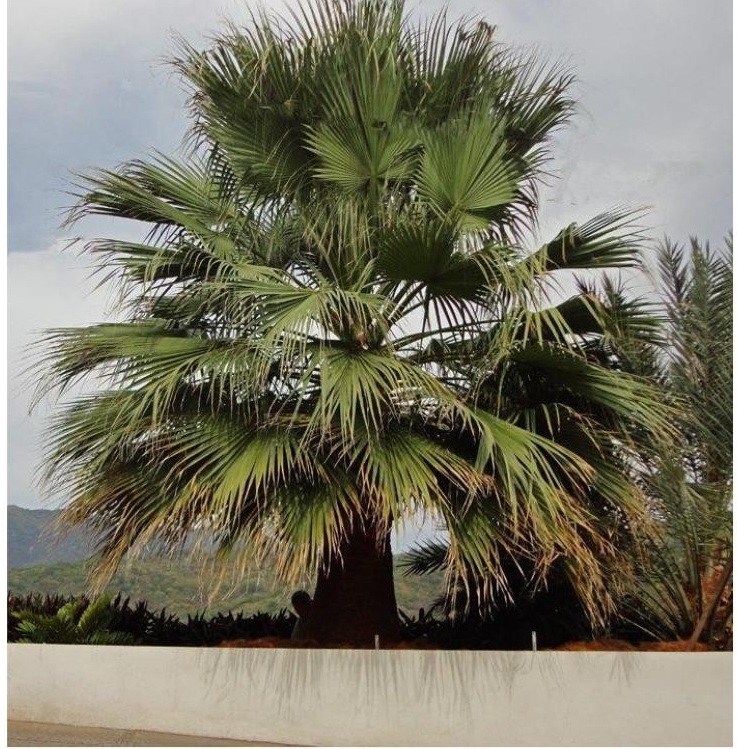 I Planted Roots In Mexico – Mexican Fan Palm – Manzanillo Sun