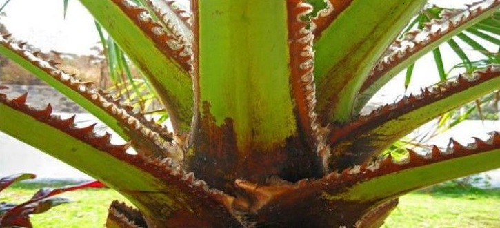 I Planted Roots In Mexico – Mexican Fan Palm – Manzanillo Sun