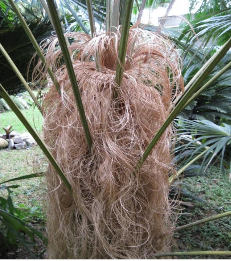 Old Man Plant- I Planted Roots In Mexico – Manzanillo Sun