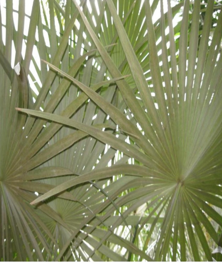 Old Man Plant- I Planted Roots In Mexico – Manzanillo Sun