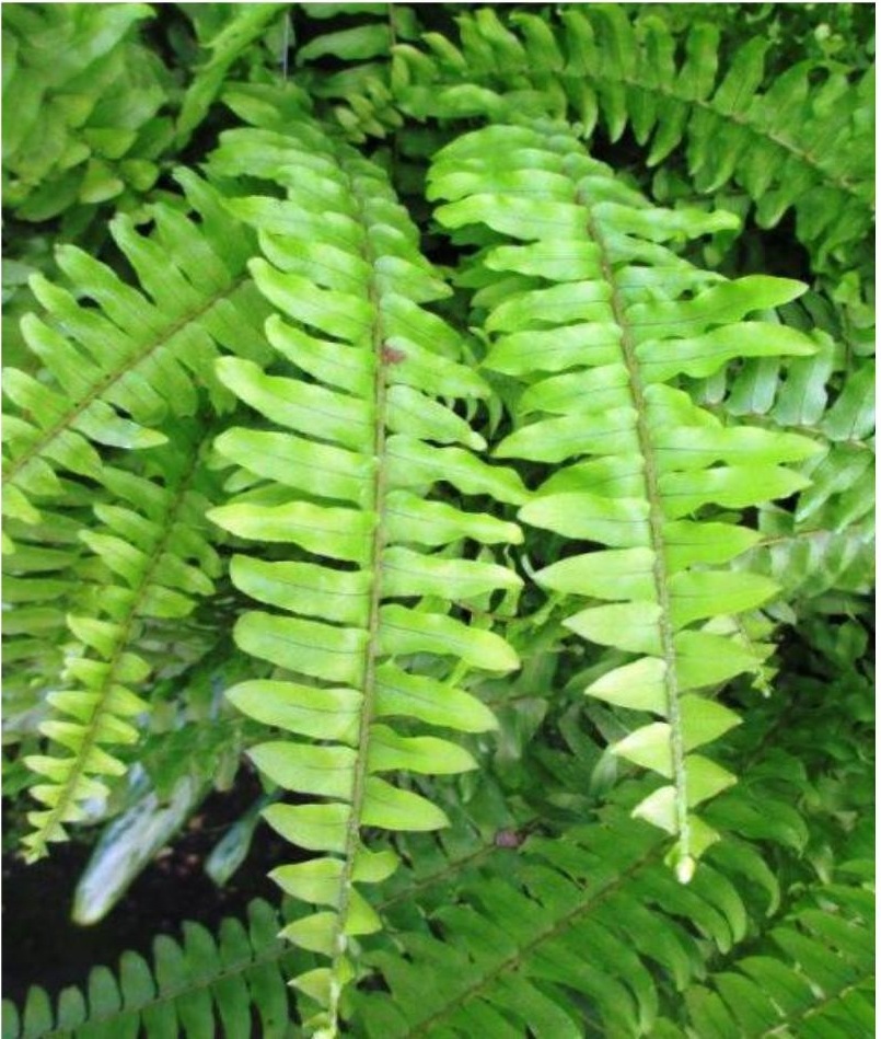 Boston Fern- I Planted Roots In Mexico – Manzanillo Sun