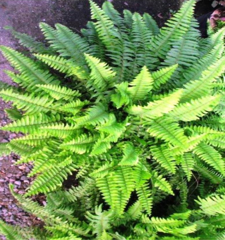 Boston Fern- I Planted Roots In Mexico – Manzanillo Sun