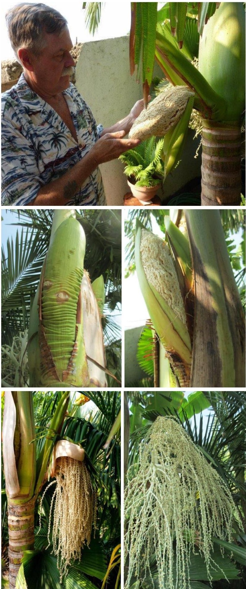 King Alexander Palm- I Planted Roots In Mexico – Manzanillo Sun