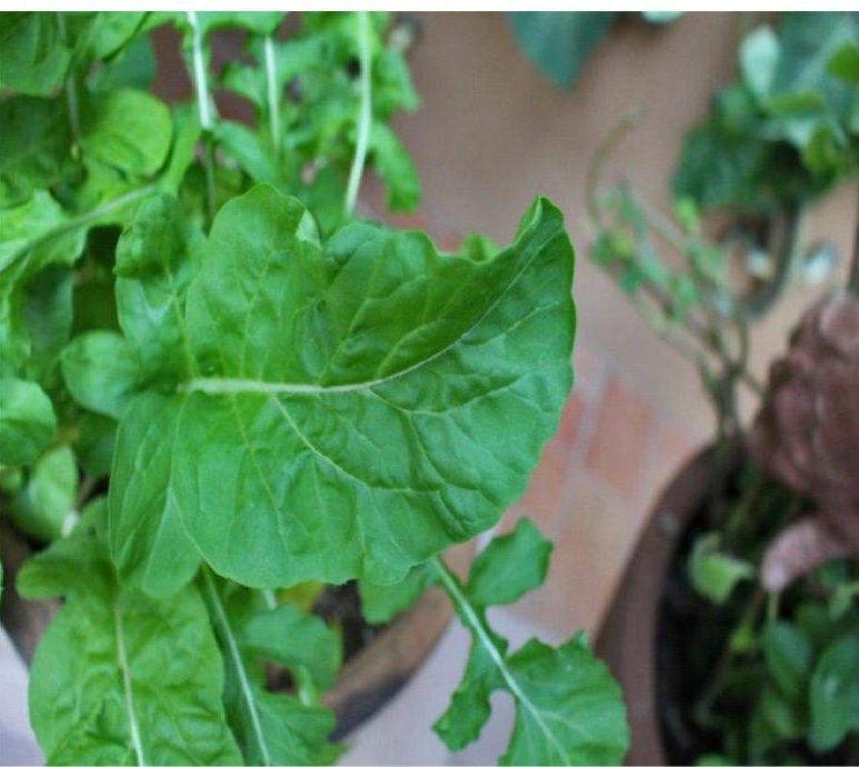 Arugula- I Planted Roots In Mexico – Manzanillo Sun