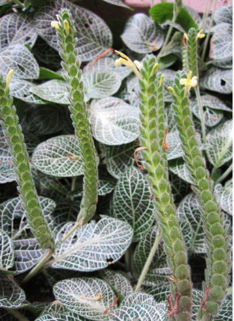 Mosaic Plant- I Planted Roots In Mexico – Manzanillo Sun