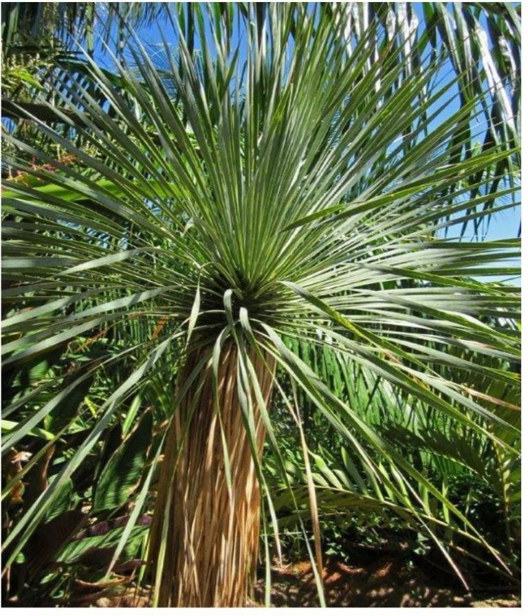 Beaked Yucca- I Planted Roots In Mexico – Manzanillo Sun