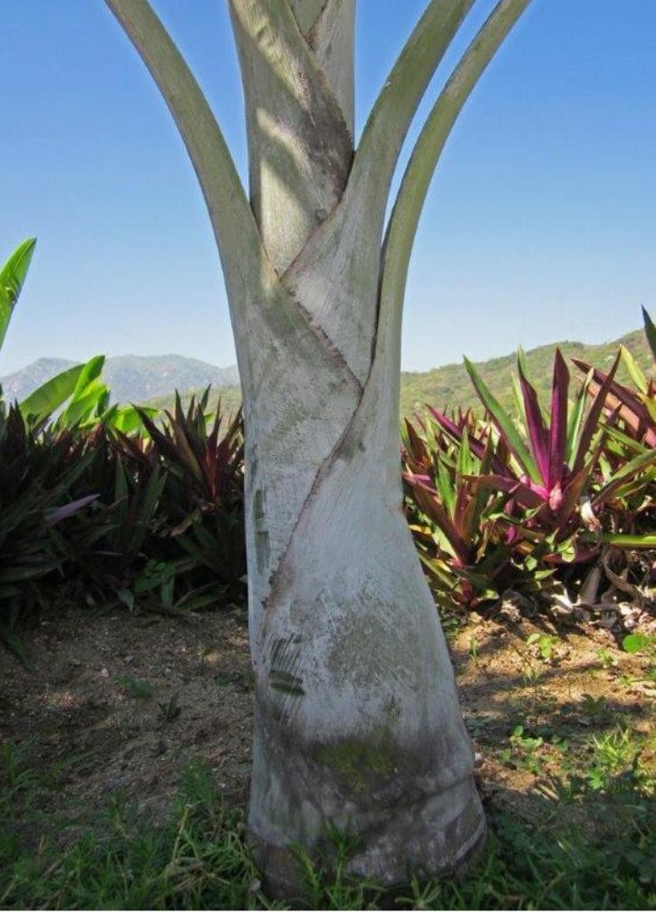 Buccaneer Palm- I Planted Roots In Mexico – Manzanillo Sun