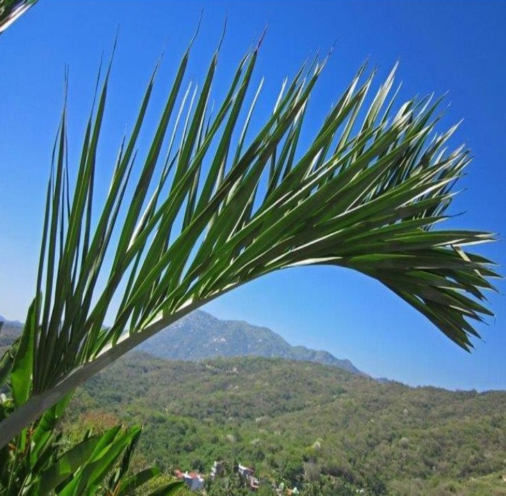 Buccaneer Palm- I Planted Roots In Mexico – Manzanillo Sun