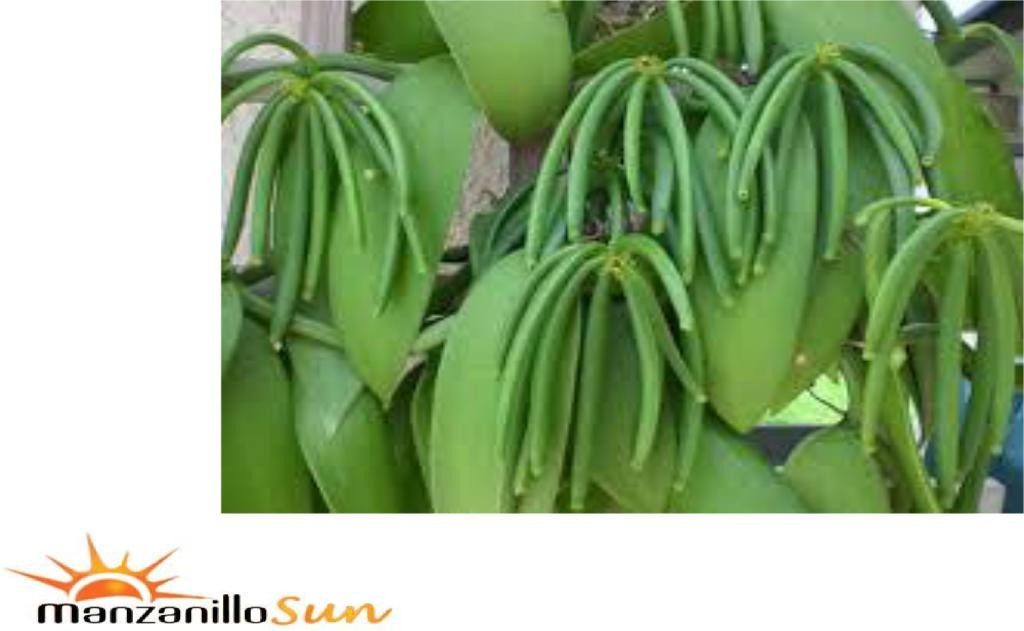 Mexican Vanilla, Make an Informed Choice. – Manzanillo Sun