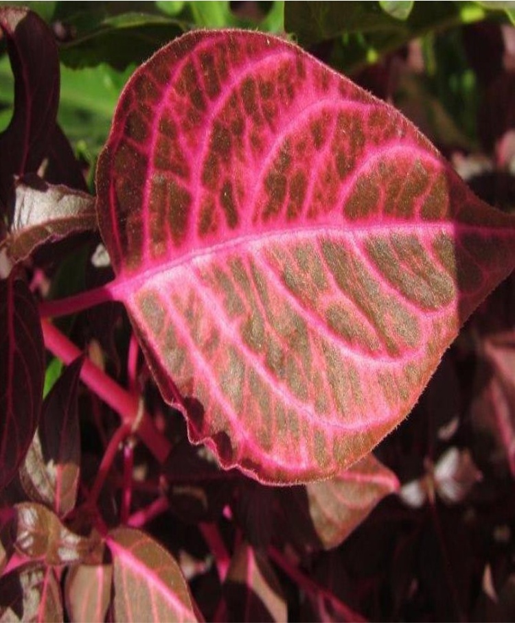 Blood Leaf- I Planted Roots In Mexico – Manzanillo Sun