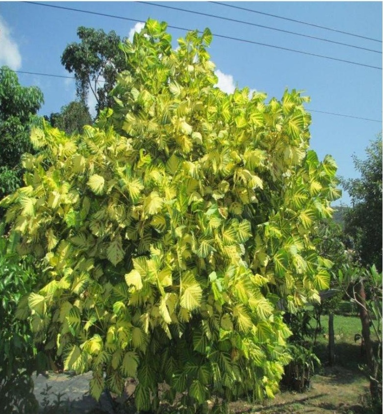 Coral Tree- I Planted Roots in Mexico – Manzanillo Sun
