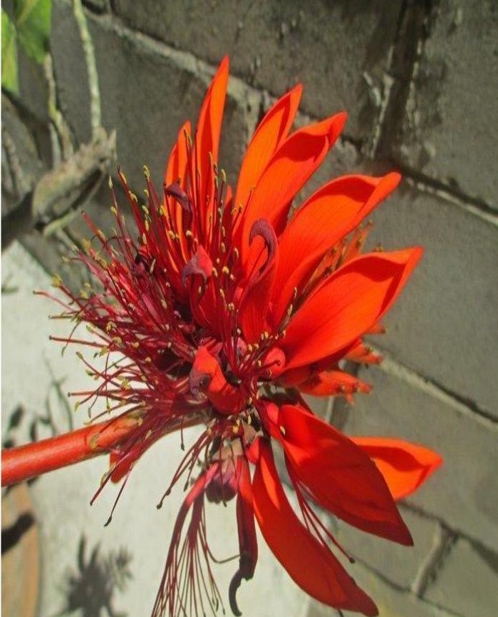 Coral Tree- I Planted Roots in Mexico – Manzanillo Sun