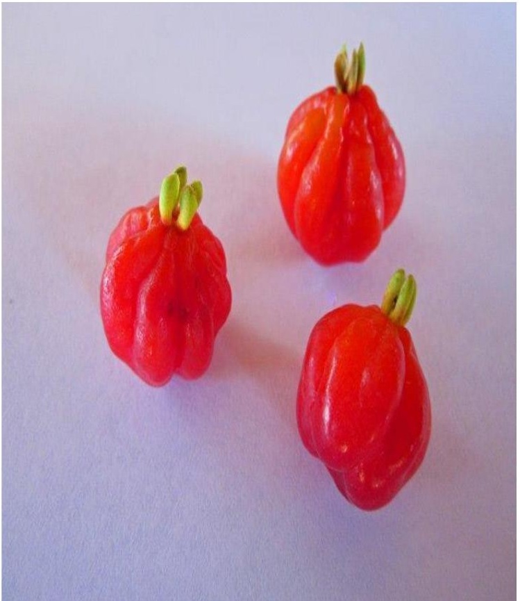 Surinam Cherry- I Planted Roots In Mexico – Manzanillo Sun