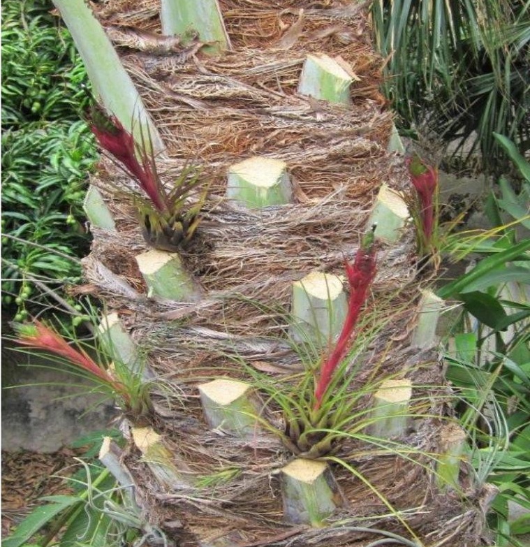 Bromeliad – I Planted Roots in Mexico – Manzanillo Sun