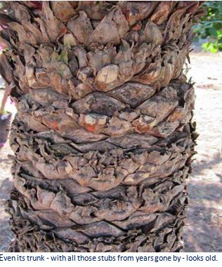 Queen Sago Palm- I Planted Roots in Mexico – Manzanillo Sun