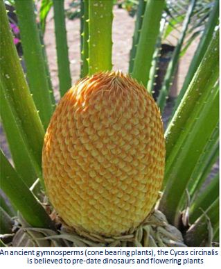 Queen Sago Palm- I Planted Roots in Mexico – Manzanillo Sun
