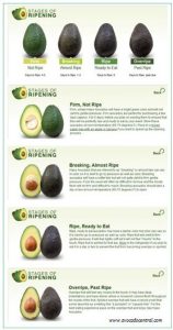 The Avocado – Manzanillo Sun