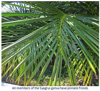 Syagrus Palm Cultivars- I Planted Roots in Mexico – Manzanillo Sun