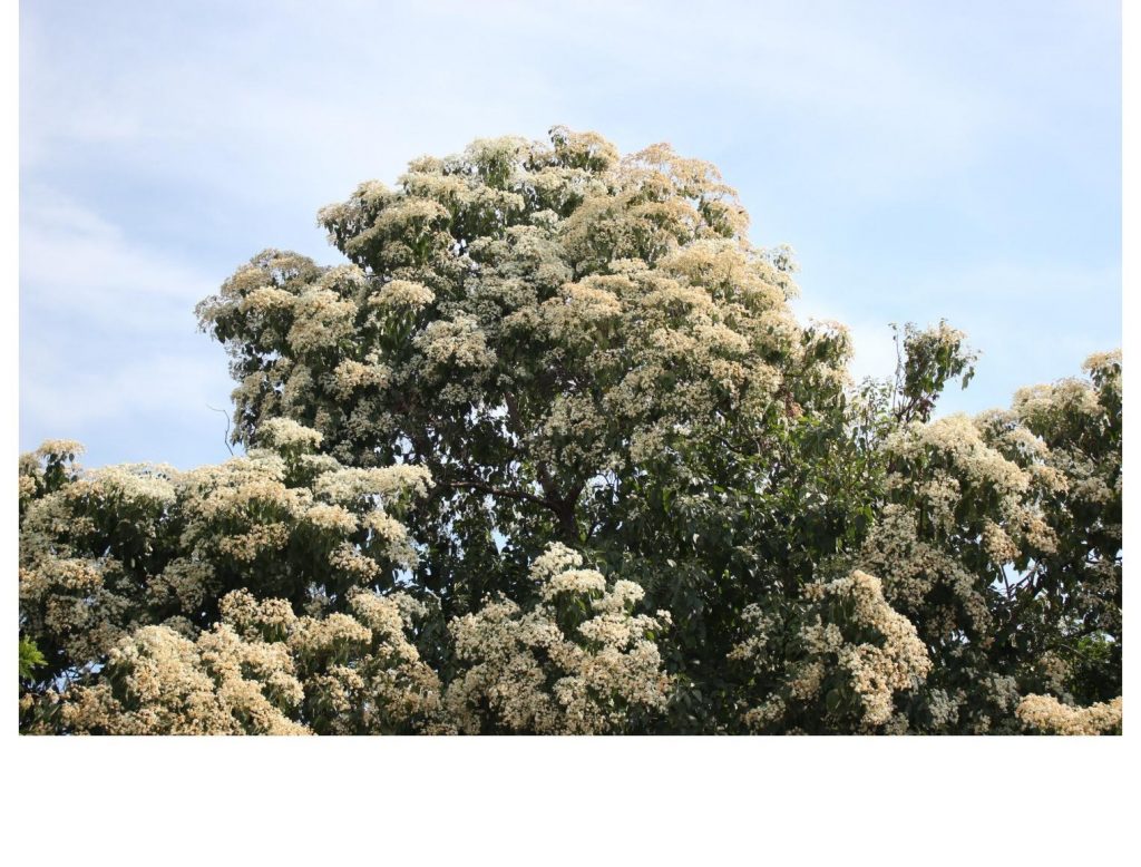 Mexican Rosewood-I Planted Roots in Mexico – Manzanillo Sun