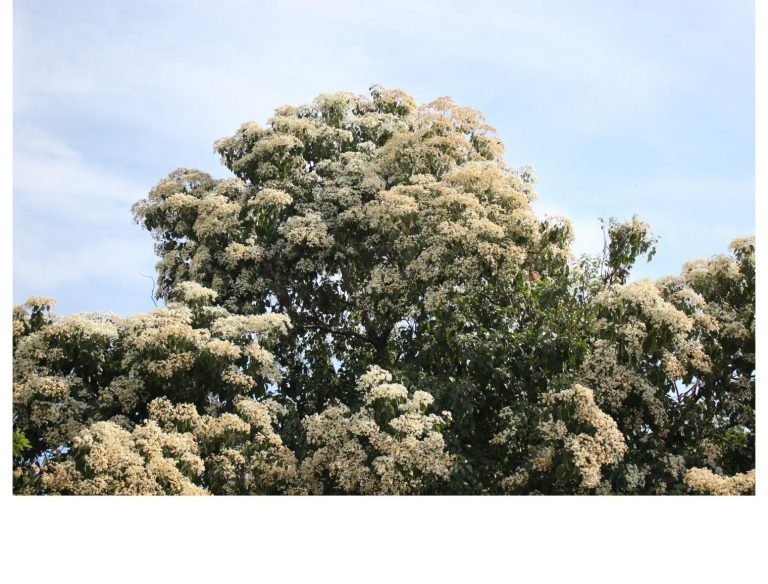 Mexican Rosewood-I Planted Roots in Mexico – Manzanillo Sun