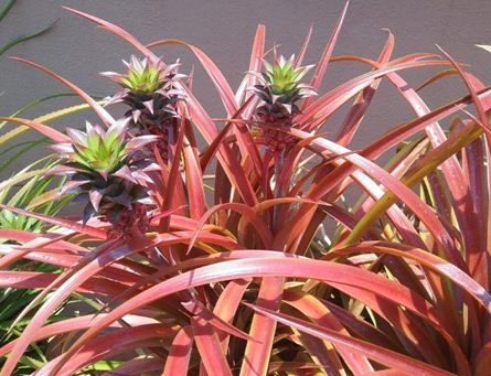 Dwarf Pineapples-I Planted Roots in Mexico – Manzanillo Sun