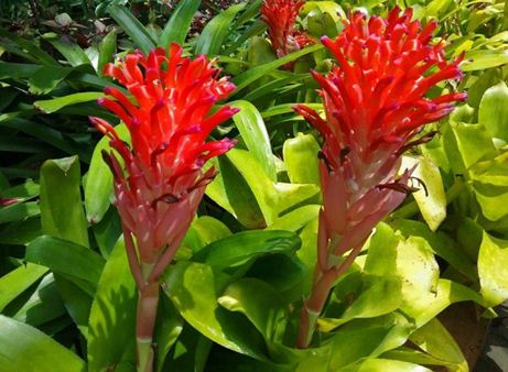 Flaming Torch-I Planted Roots in Mexico – Manzanillo Sun