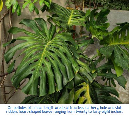 Window Leaf-I Planted Roots in Mexico – Manzanillo Sun