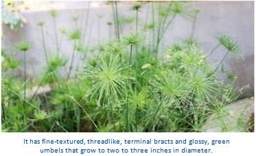 Dwarf Papyrus-I Planted Roots in Mexico – Manzanillo Sun