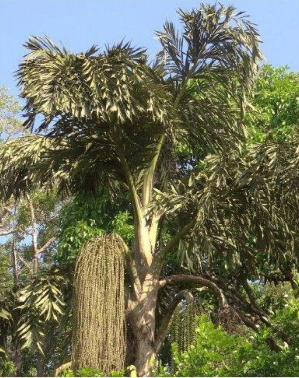 Toddy Palm-I Planted Roots in Mexico – Manzanillo Sun