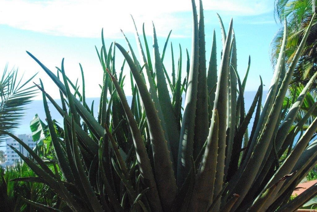 Aloe Vera- I Planted Roots in Mexico – Manzanillo Sun