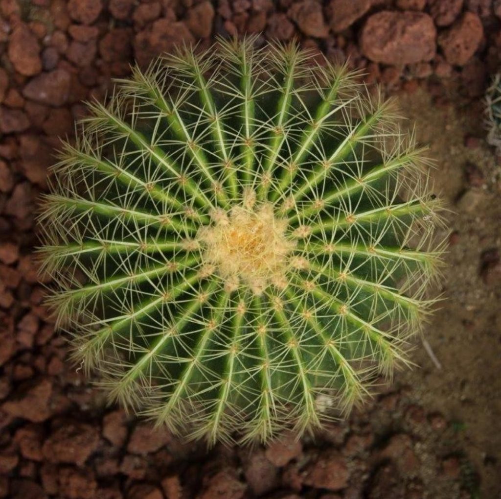 Golden Barrel Cactus-I Planted Roots in Mexico – Manzanillo Sun