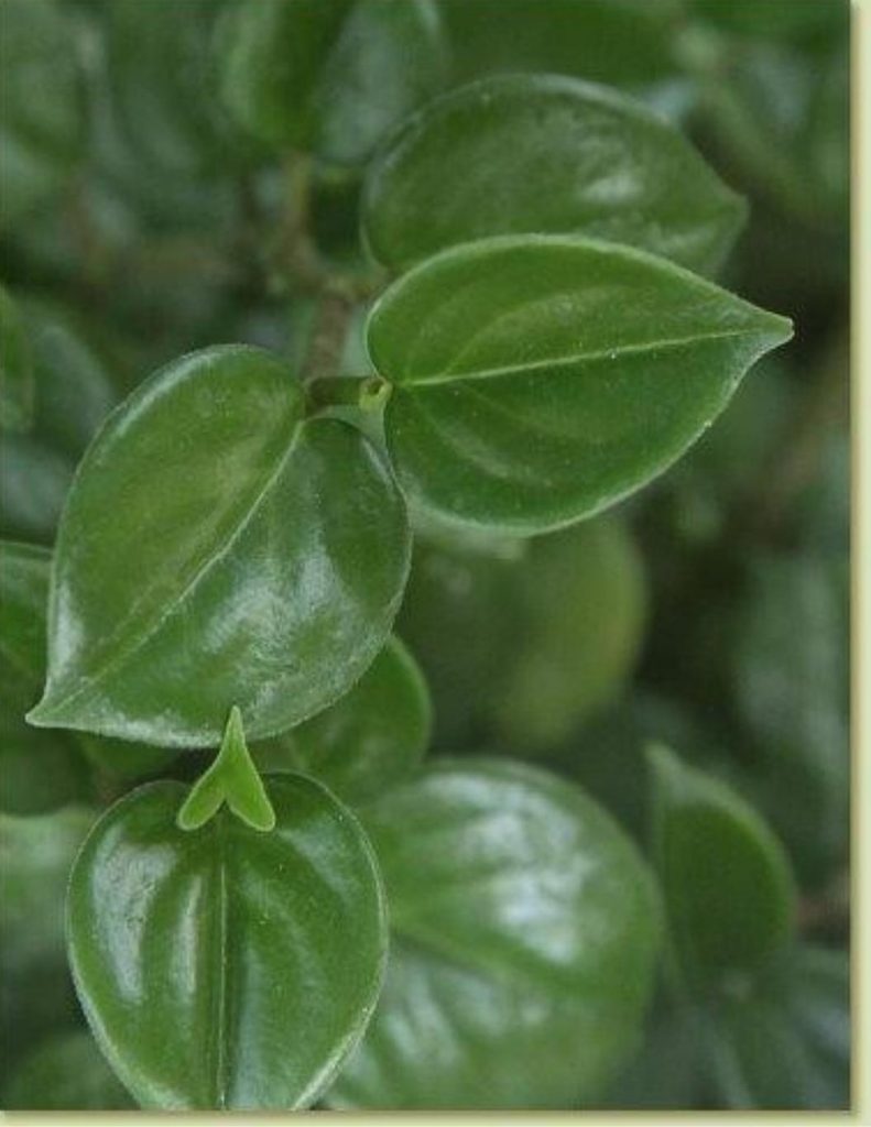 Pepperface-I Planted Roots in Mexico – Manzanillo Sun