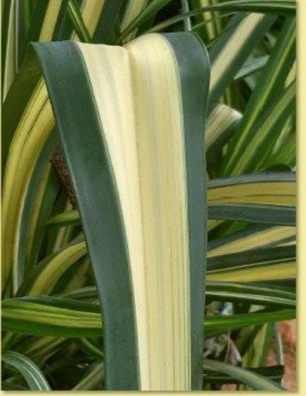 Variegated Screw Pine-I Planted Roots in Mexico – Manzanillo Sun