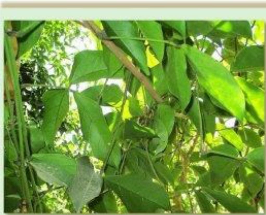 Jade Vine-I Planted Roots in Mexico – Manzanillo Sun