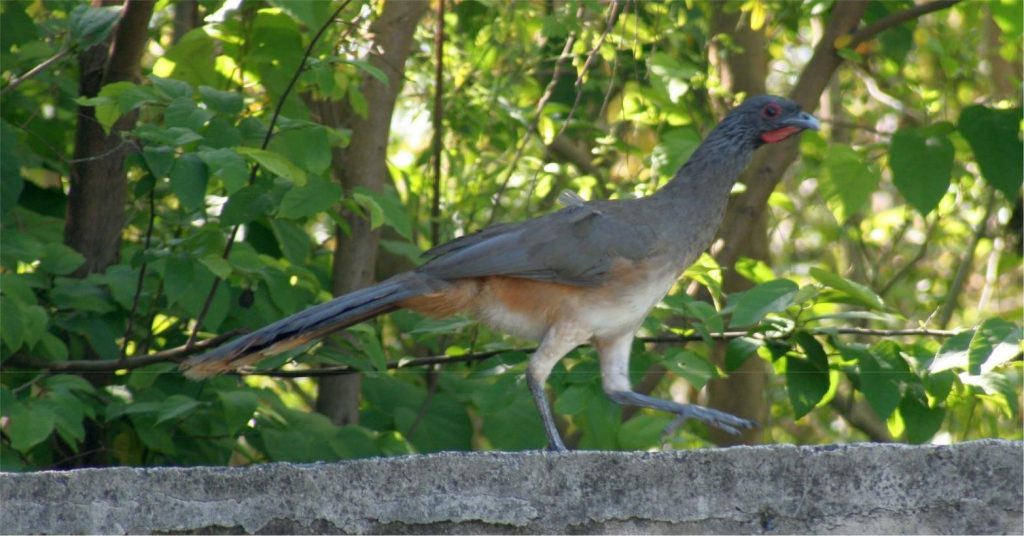 Chachalacas – Manzanillo Sun