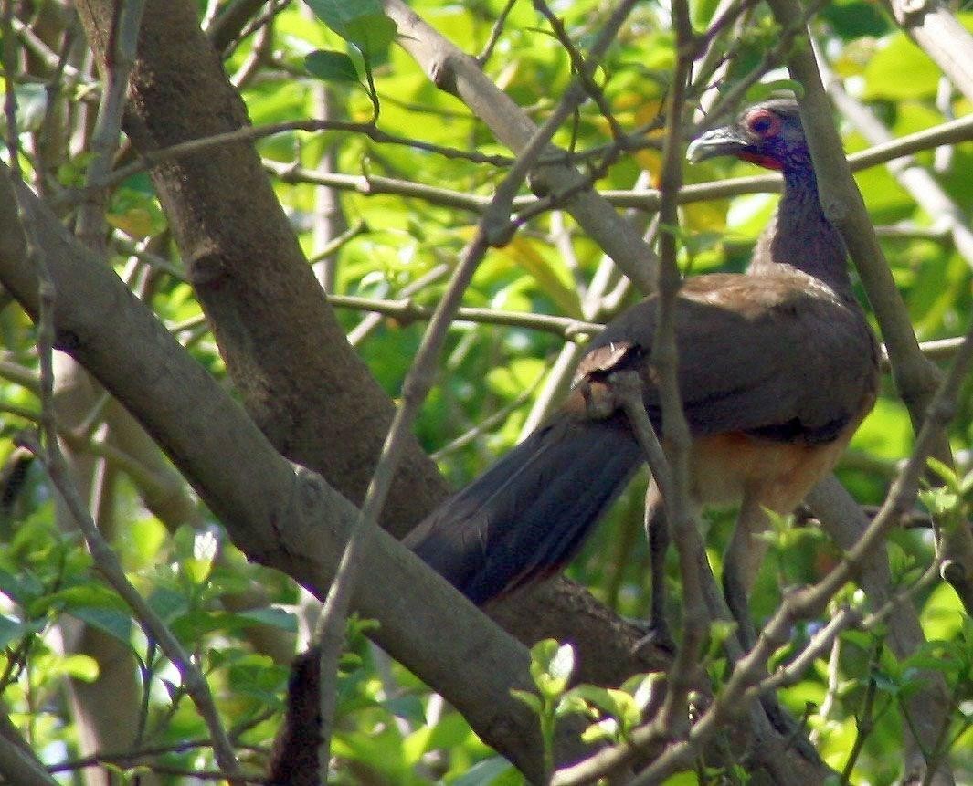 Chachalacas – Manzanillo Sun