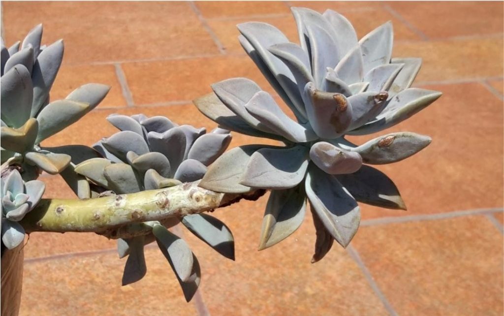 Ghost Plant-I Planted Roots in Mexico – Manzanillo Sun