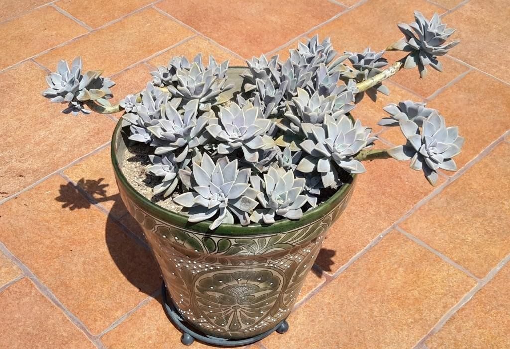 Ghost Plant-I Planted Roots in Mexico – Manzanillo Sun