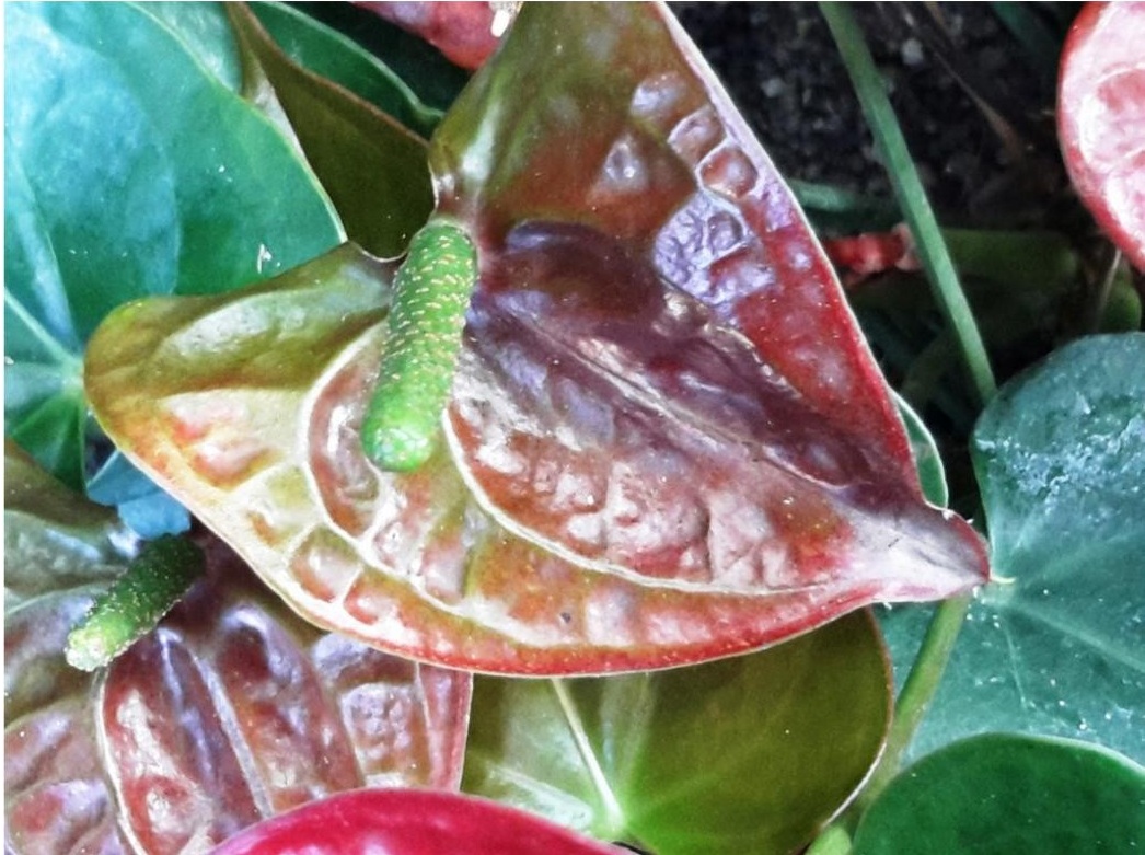 Anthurium-I Planted Roots in Mexico – Manzanillo Sun