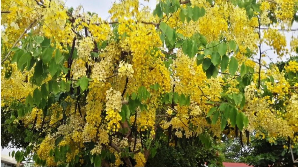 Golden Rain Tree-I Planted Roots in Mexico – Manzanillo Sun