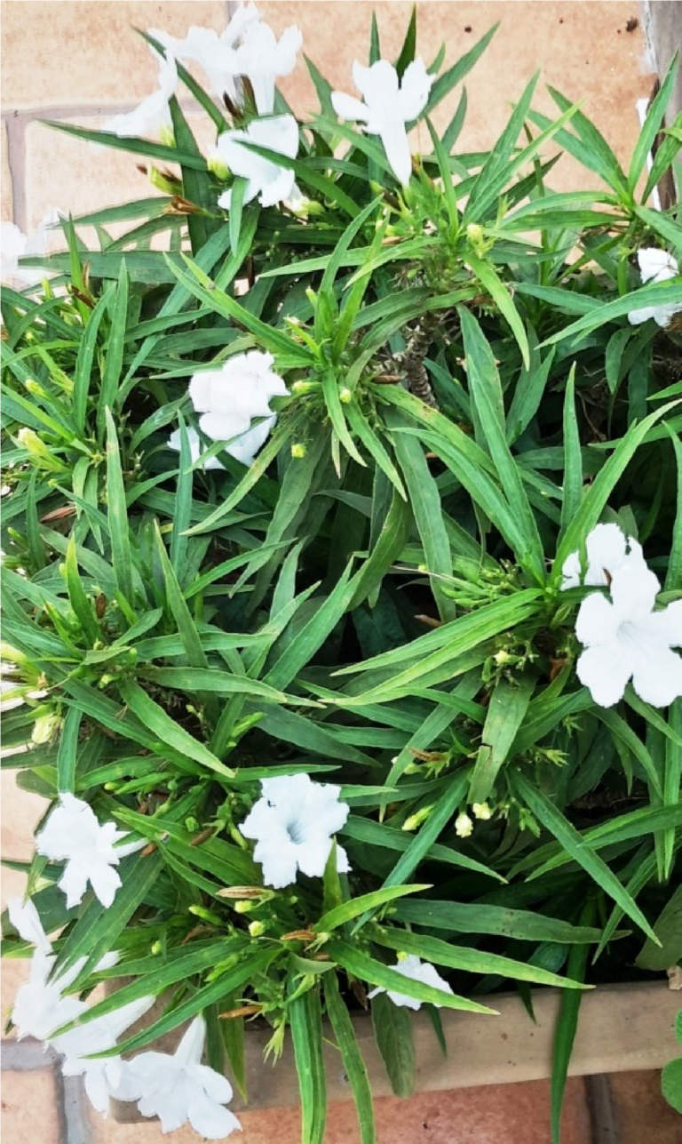 Mexican Blue Bells-I Planted Roots in Mexico – Manzanillo Sun