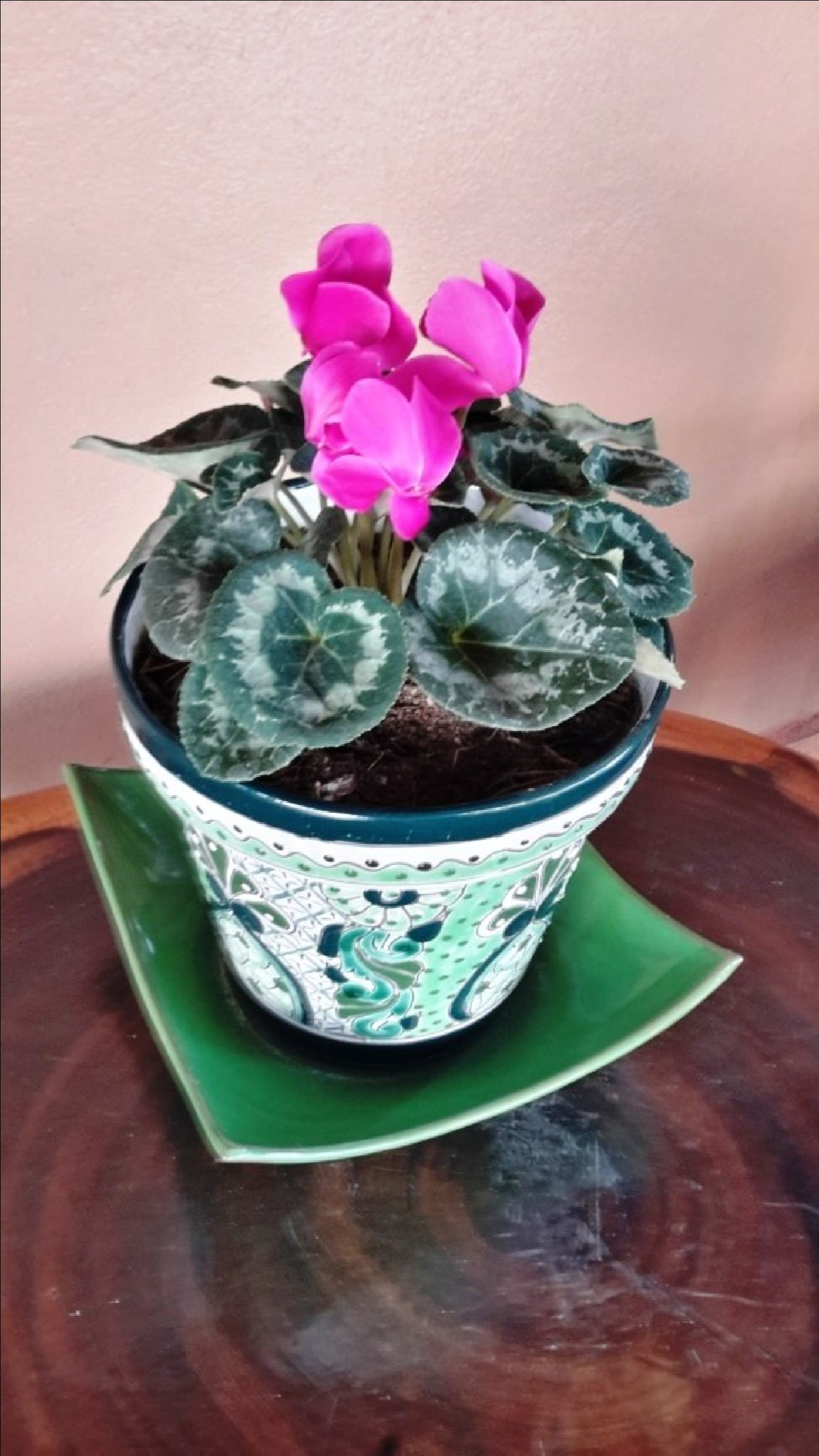 Cyclamen Colchicum-I Planted Roots in Mexico – Manzanillo Sun