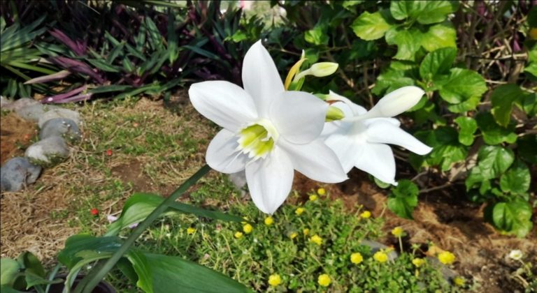 Amazon Lily-I Planted Roots in Mexico – Manzanillo Sun