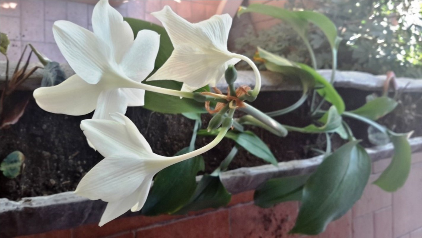 Amazon Lily-I Planted Roots in Mexico – Manzanillo Sun