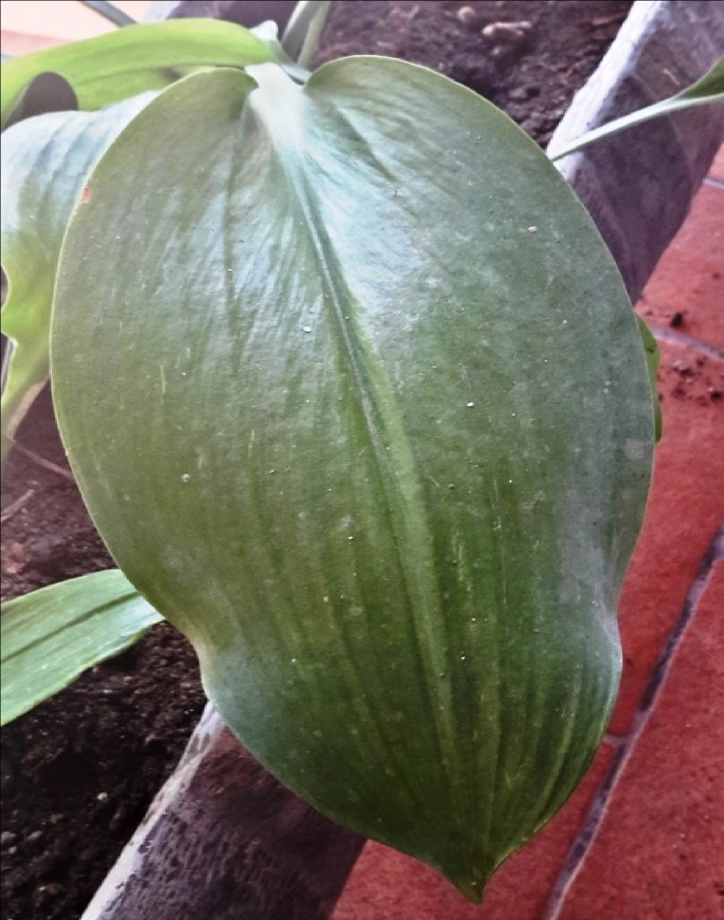 Amazon Lily-I Planted Roots in Mexico – Manzanillo Sun