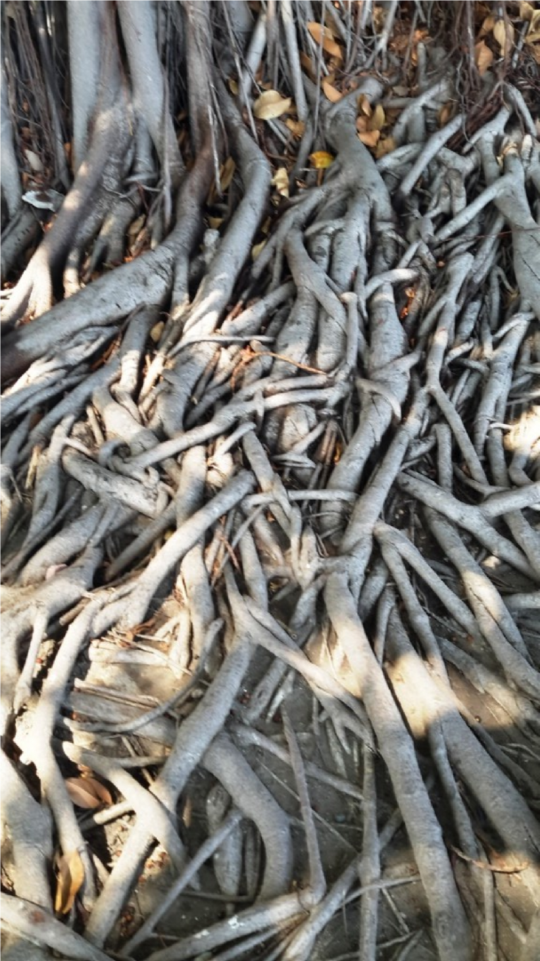 Indian Rubber Plant-I Planted Roots in Mexico – Manzanillo Sun