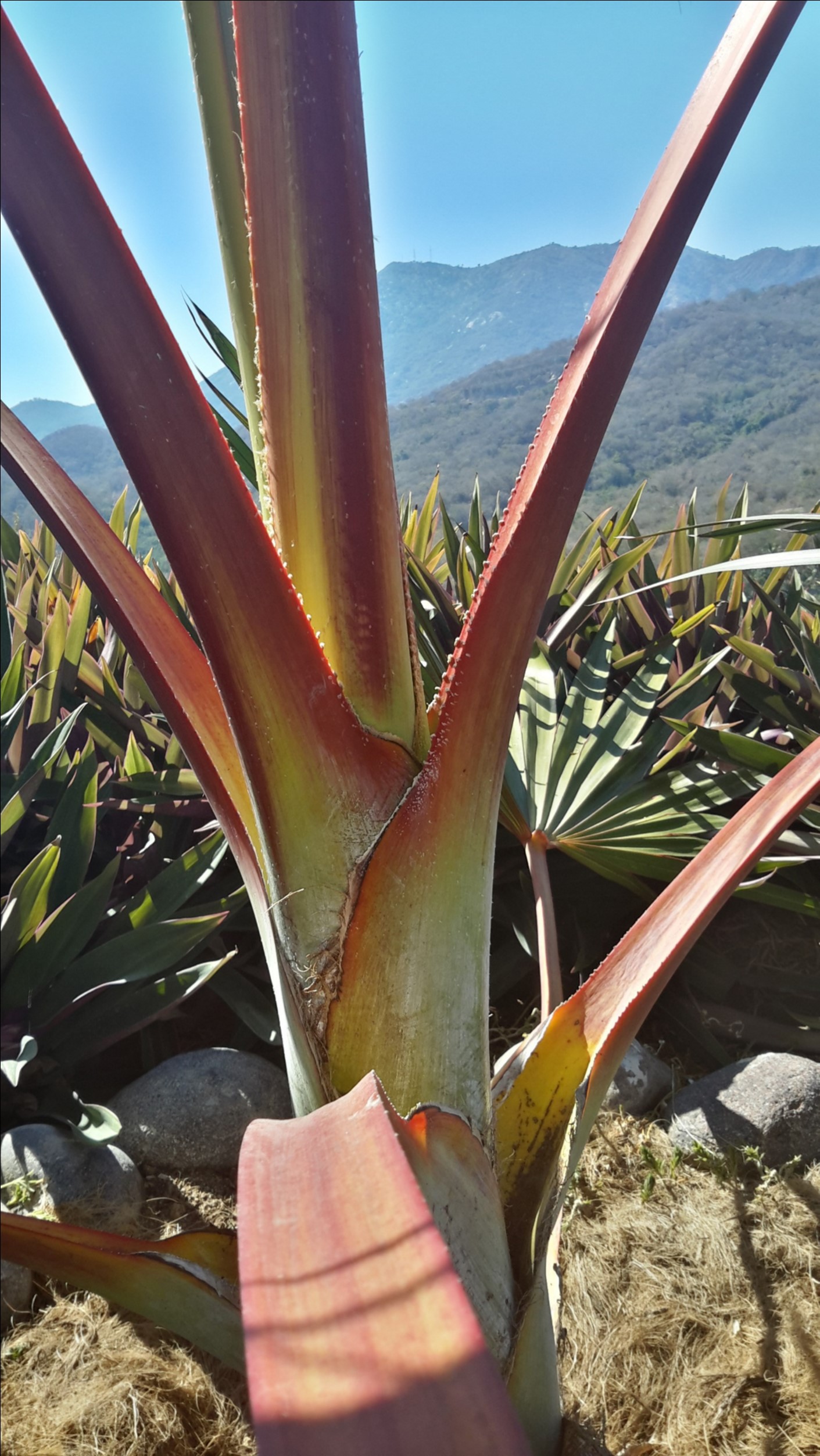 Red Latan-I Planted Roots in Mexico – Manzanillo Sun