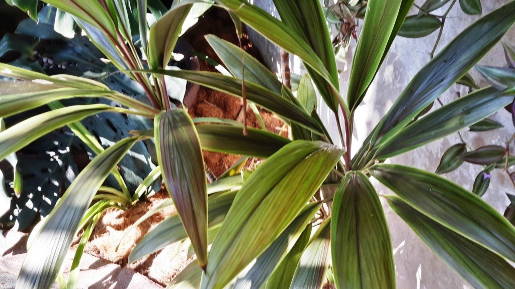 Ti Plant- I Planted Roots In Mexico – Manzanillo Sun