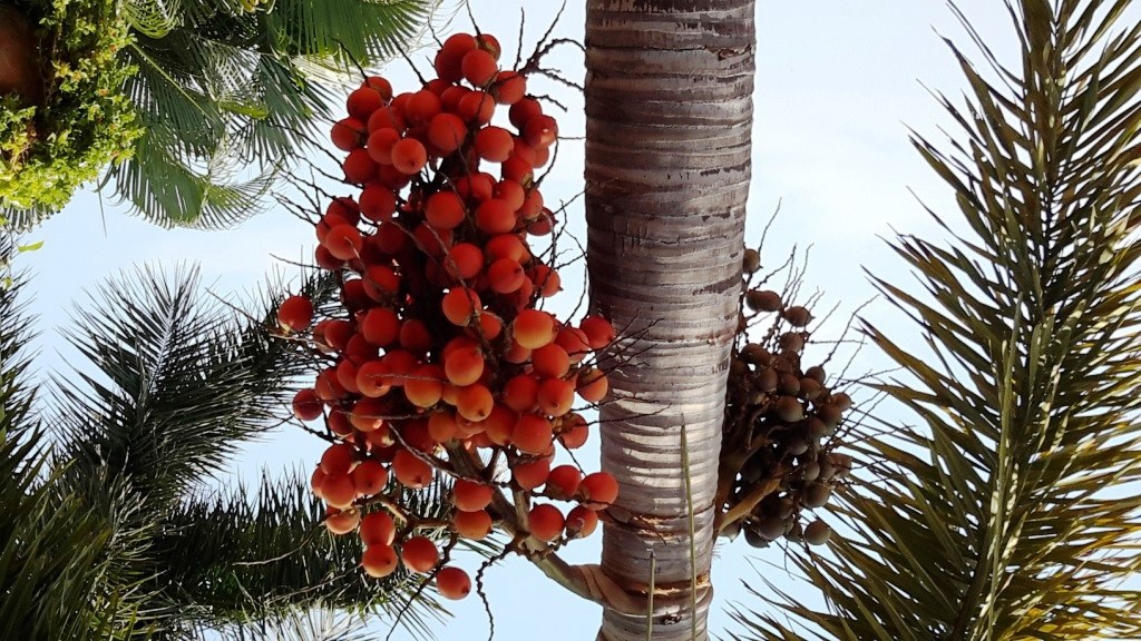 Edible Palm Fruits and Nuts – I Planted Roots in Mexico – Manzanillo Sun