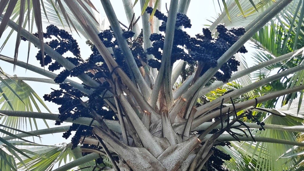 Edible Palm Fruits and Nuts – I Planted Roots in Mexico – Manzanillo Sun
